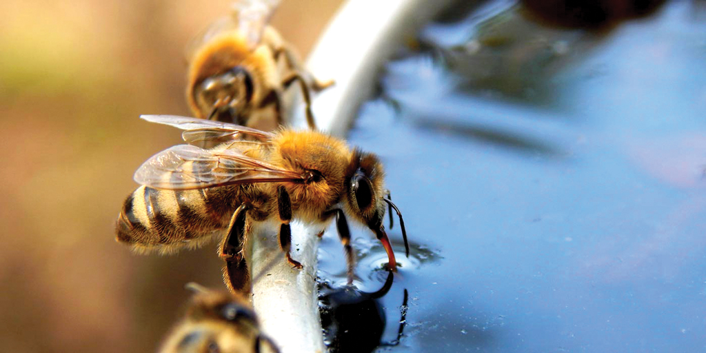 10 pasos para ser un bee-hero