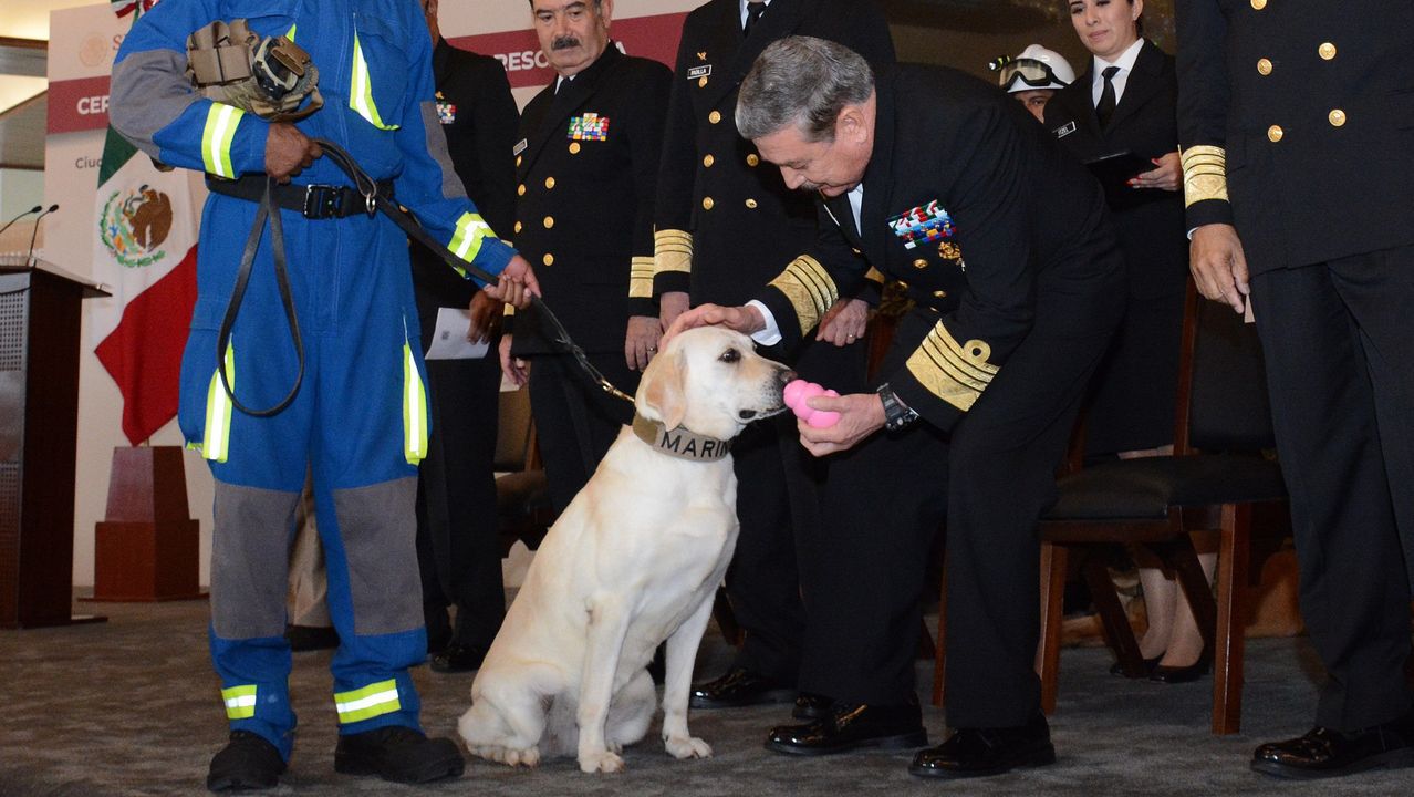 Llegó la jubilación para “Frida”, la perrita rescatista